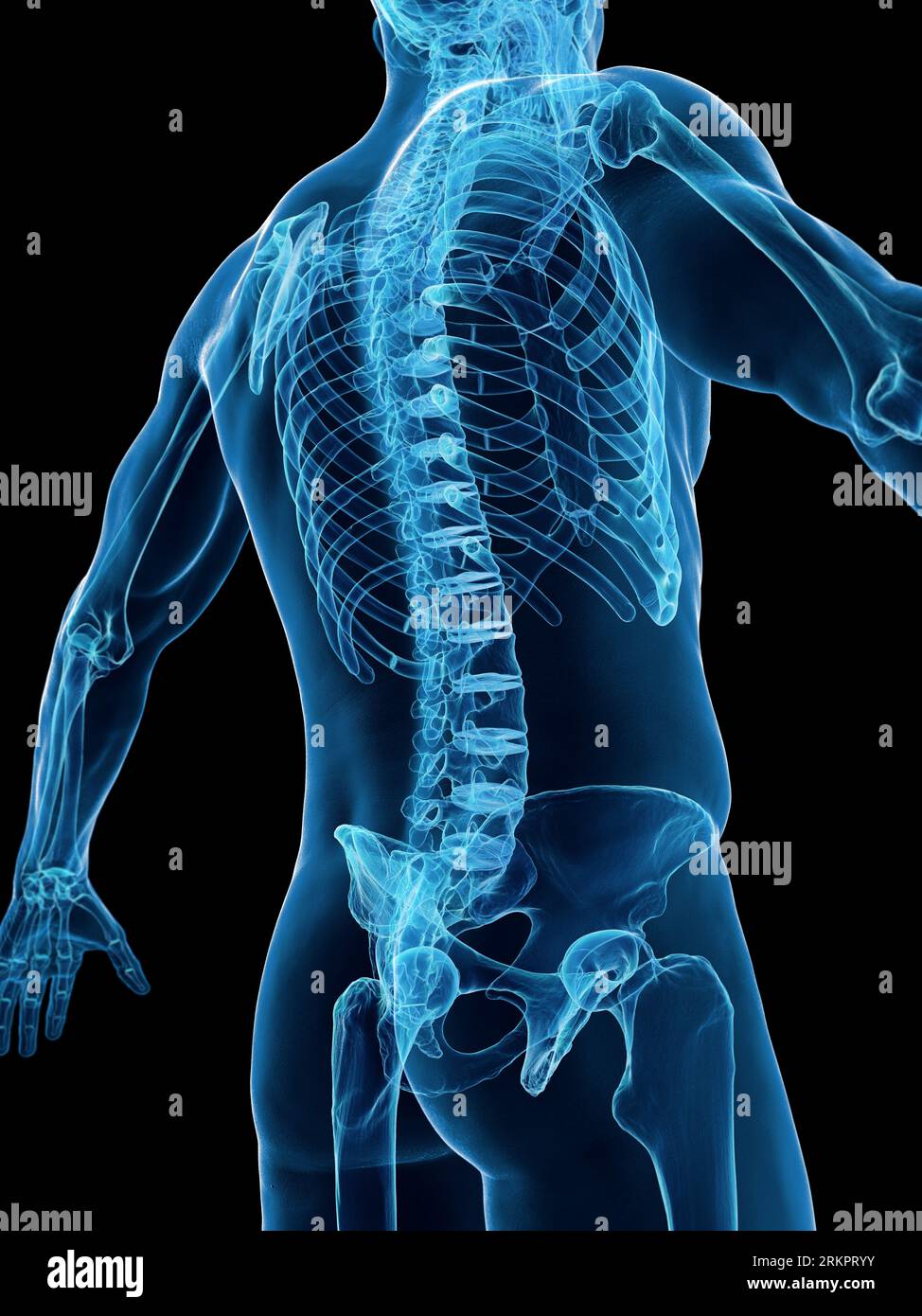 Spinal column skeletal system hi-res stock photography and images - Alamy