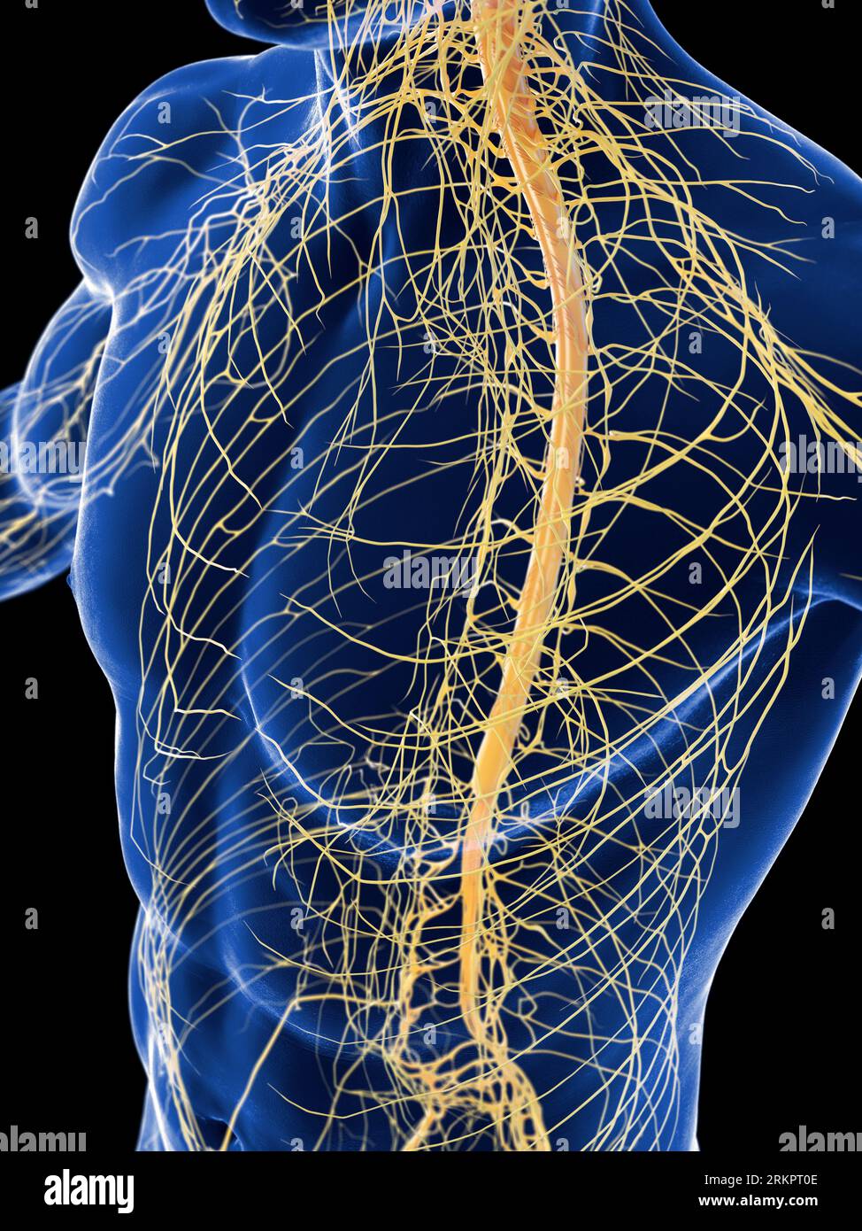 Nervous system, illustration Stock Photo - Alamy