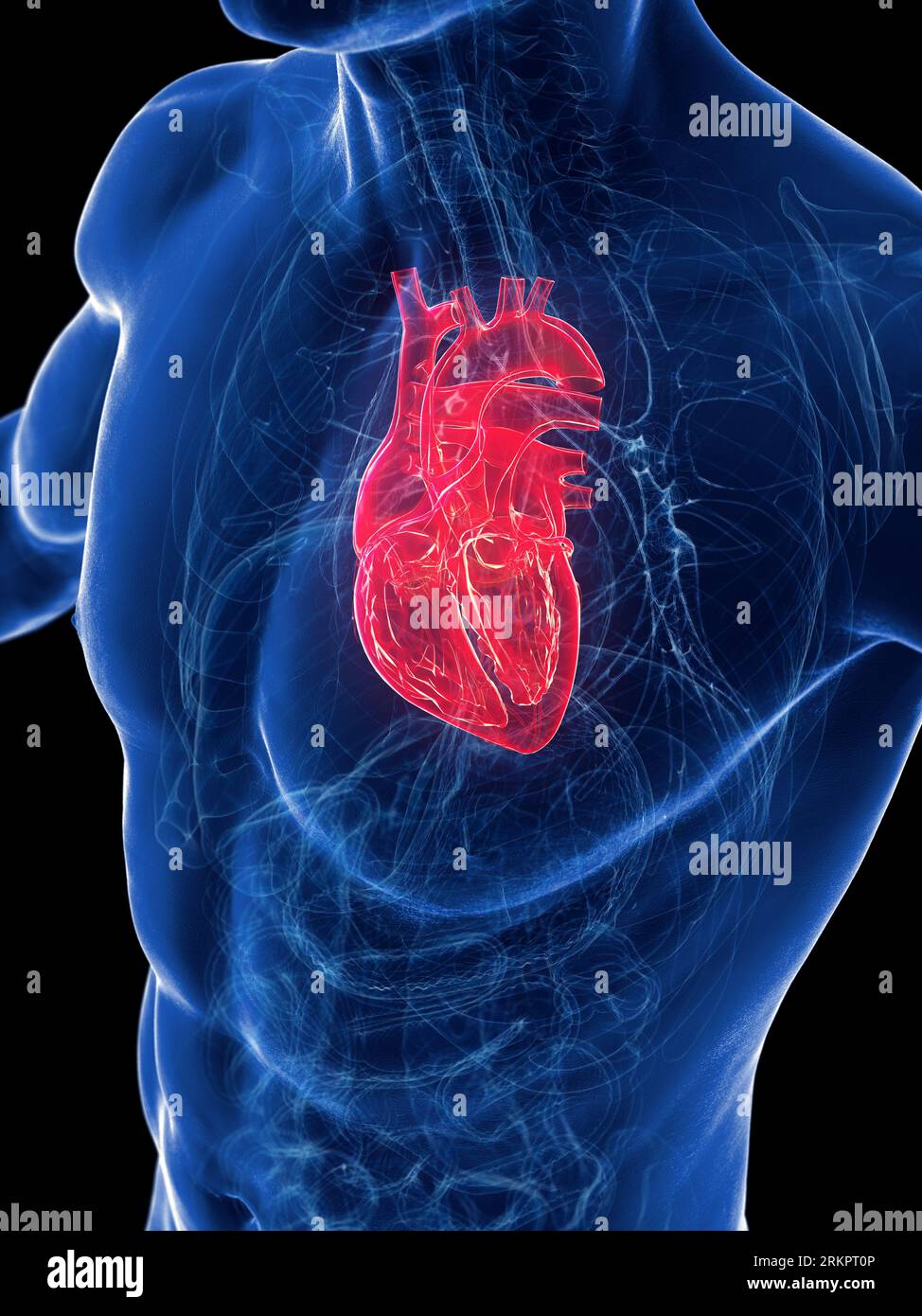 Cardiac apex hi-res stock photography and images - Alamy