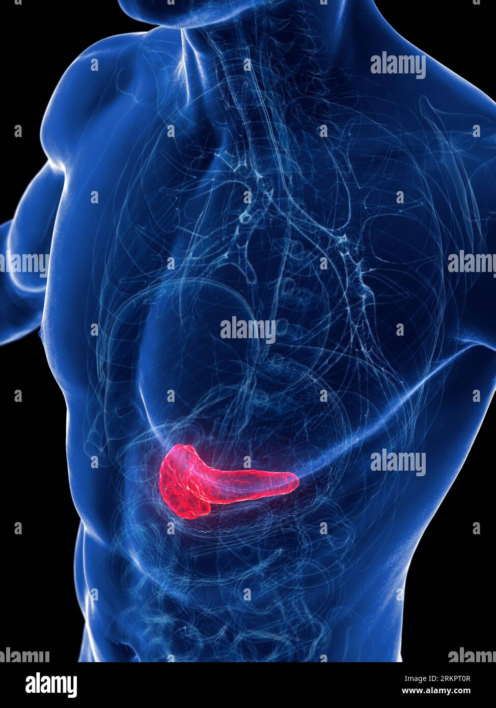 Pancreas exocrine and endocrine hi-res stock photography and images - Alamy