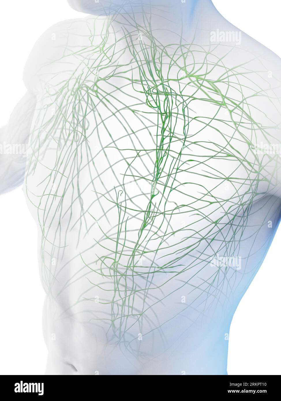 Lymphatic system, illustration Stock Photo - Alamy