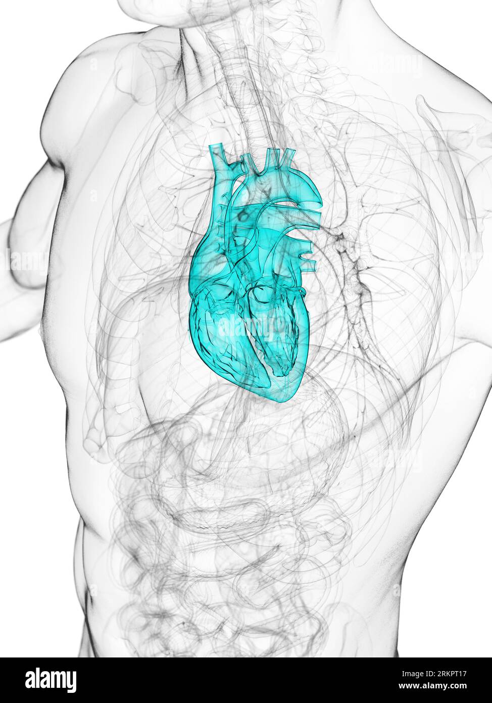 Cardiac apex hi-res stock photography and images - Alamy