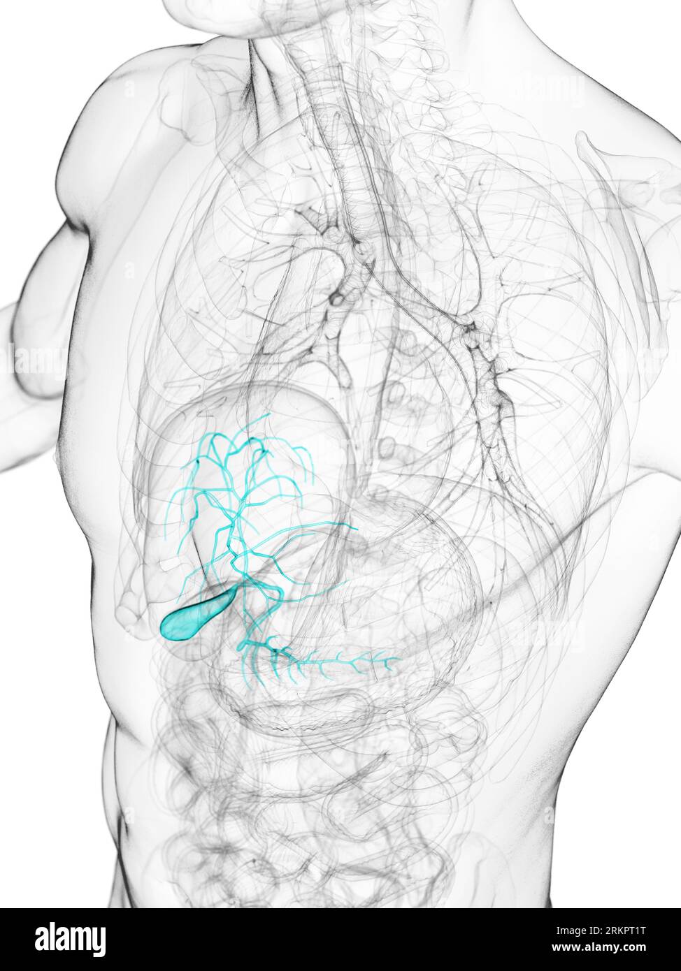 Gall bladder human transparent organ hi-res stock photography and ...