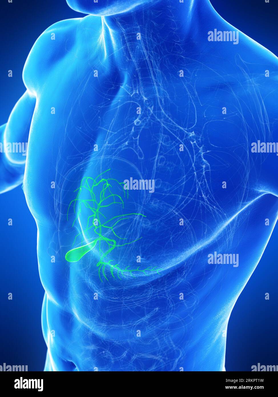 Gall bladder human transparent organ hi-res stock photography and ...