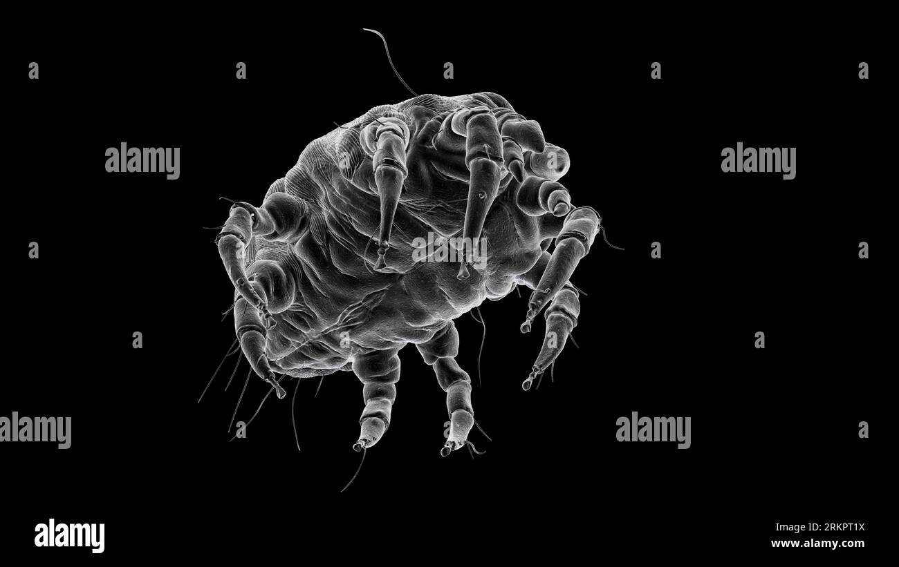 Dust mite, illustration Stock Photo - Alamy