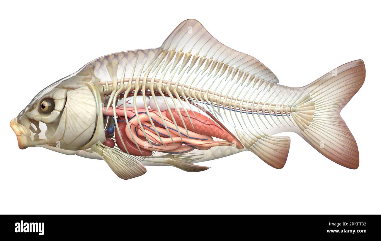 Fish anatomy, illustration Stock Photo - Alamy