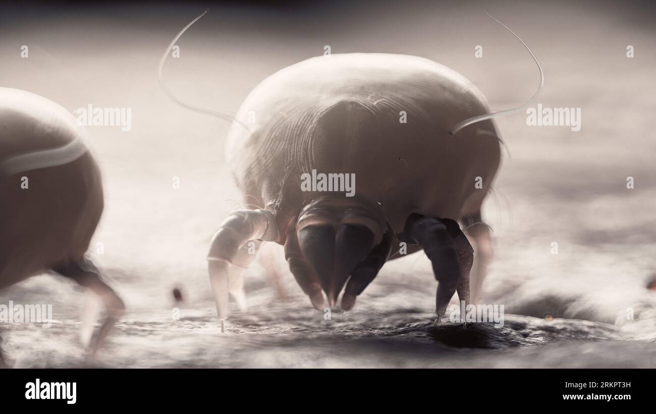 Dust mites, illustration Stock Photo - Alamy