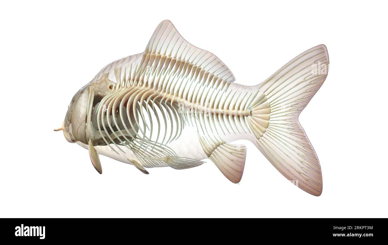 Fish anatomy, illustration Stock Photo - Alamy