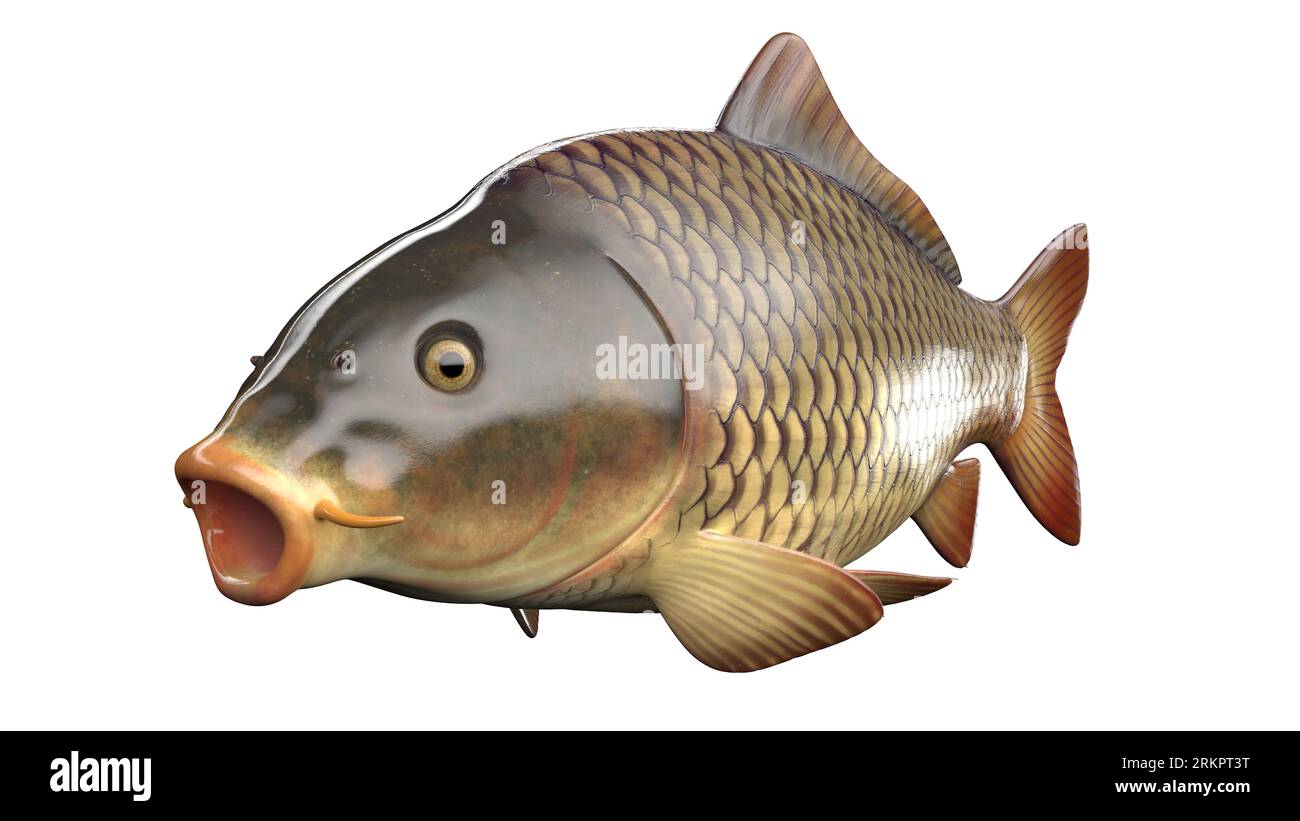 Fish anatomy, illustration Stock Photo - Alamy