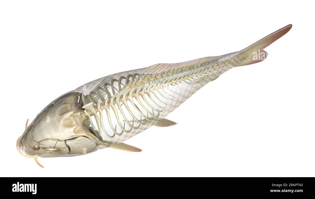 Fish anatomy, illustration Stock Photo - Alamy