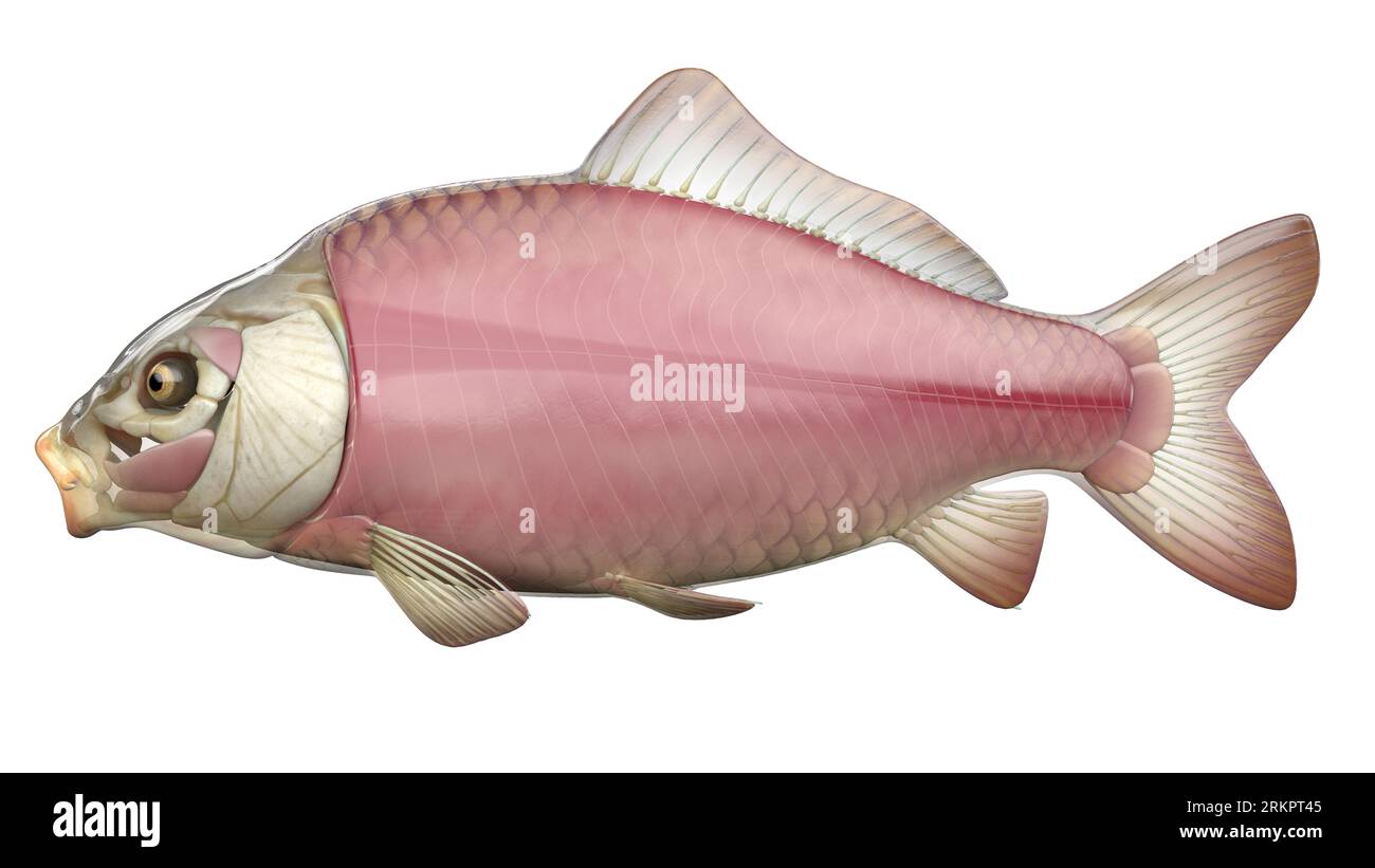 Fish anatomy, illustration Stock Photo - Alamy