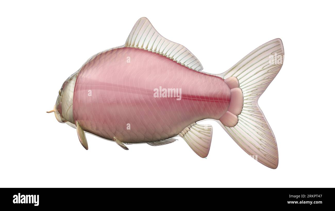 Muscle fish hi-res stock photography and images - Alamy