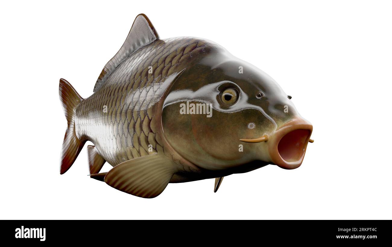 Fish anatomy, illustration Stock Photo - Alamy