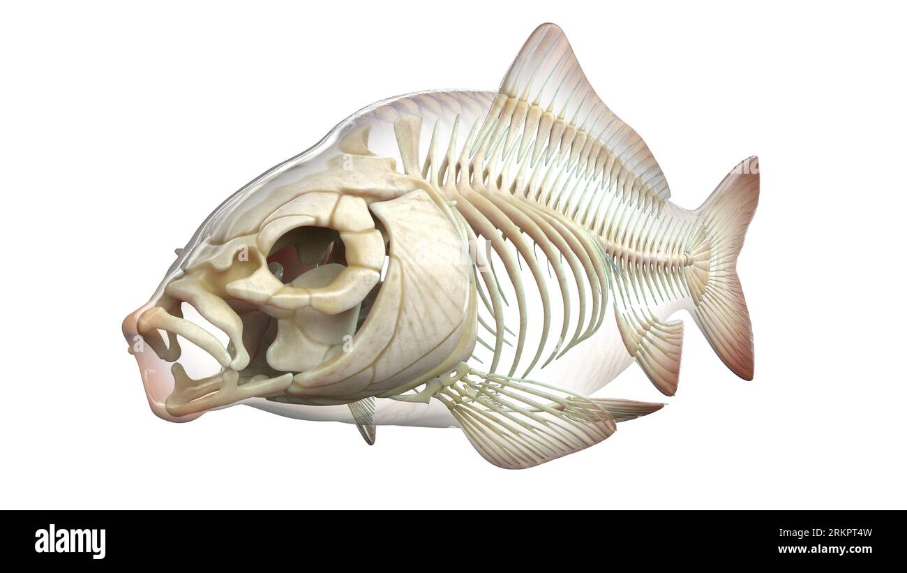 Fish anatomy, illustration Stock Photo - Alamy