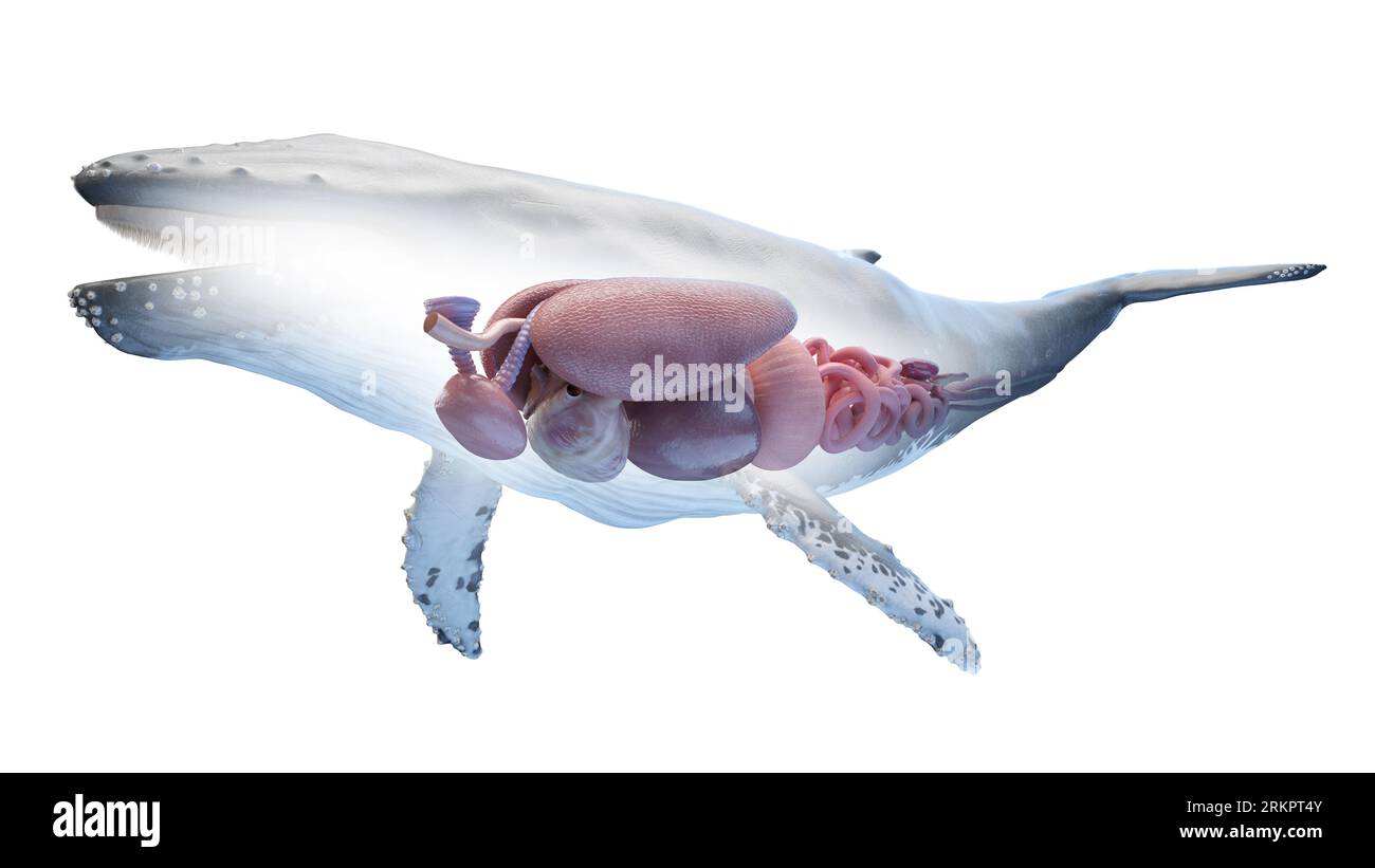 Whale anatomy, illustration Stock Photo - Alamy