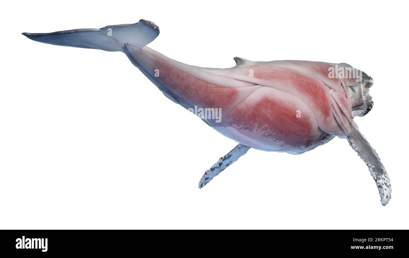 Whale anatomy, illustration Stock Photo - Alamy