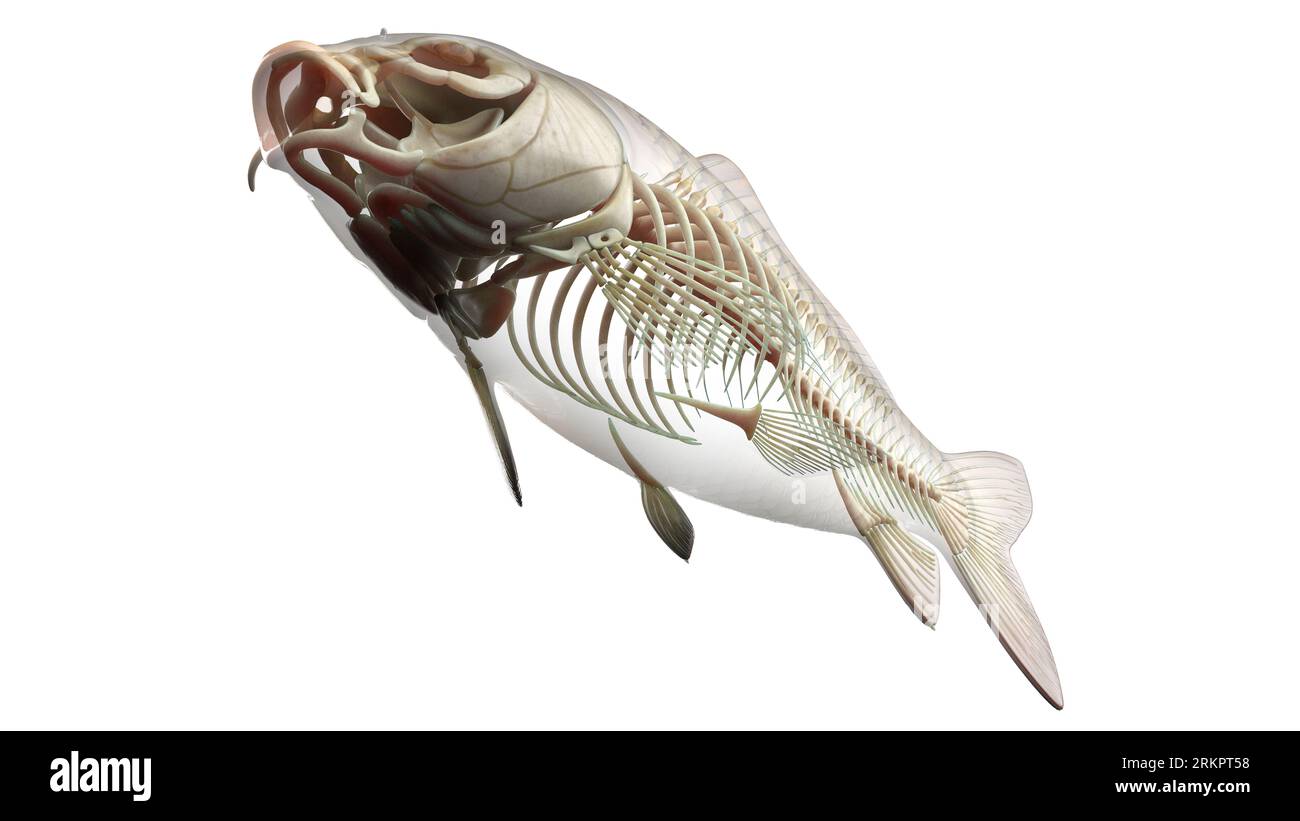 Fish anatomy, illustration Stock Photo - Alamy