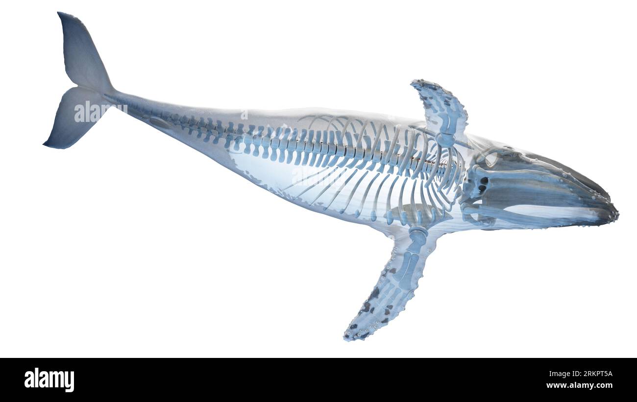 Whale anatomy, illustration Stock Photo - Alamy