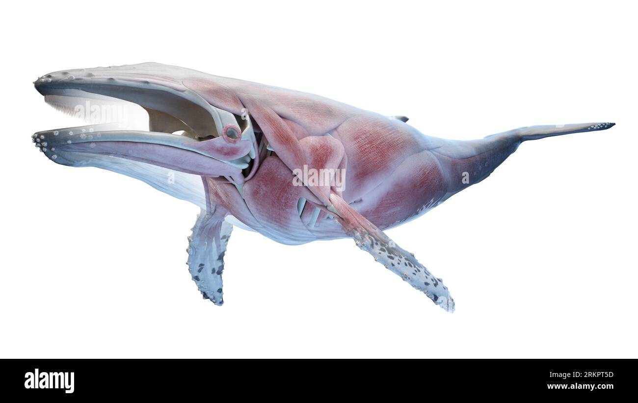 Whale anatomy, illustration Stock Photo - Alamy