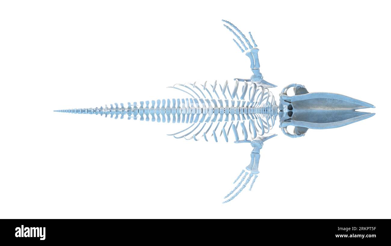 Humpback Whale Skeleton Anatomy