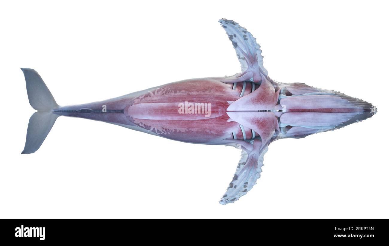 Whale anatomy, illustration Stock Photo - Alamy