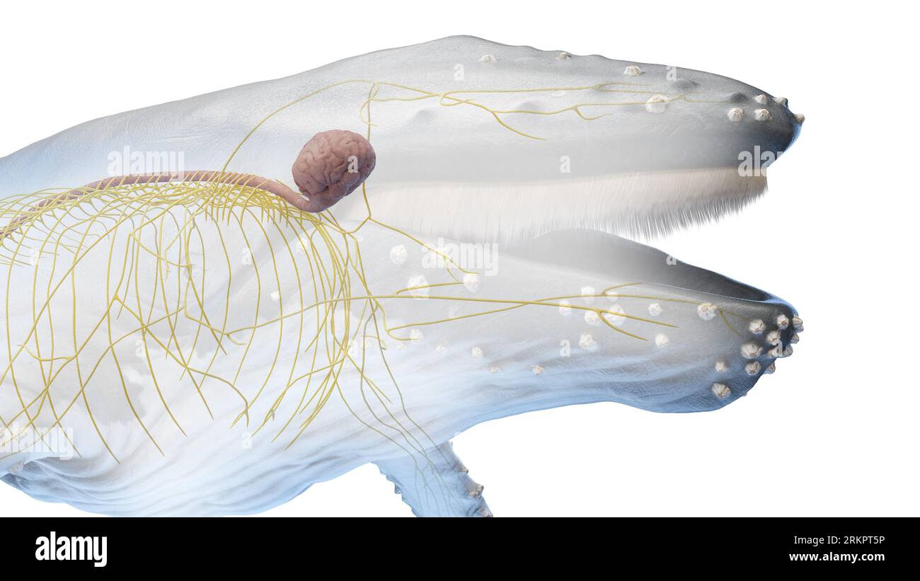 Whale anatomy, illustration Stock Photo - Alamy