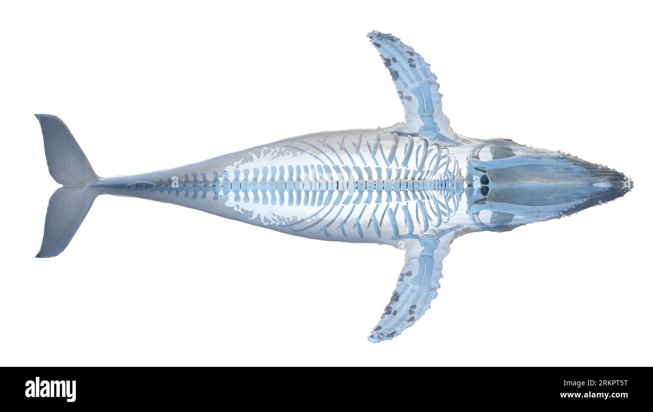 Whale anatomy, illustration Stock Photo - Alamy