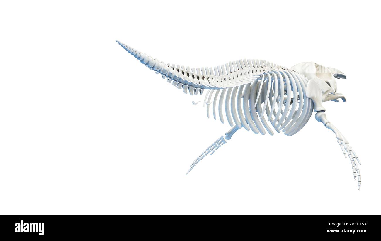 Whale anatomy, illustration Stock Photo - Alamy
