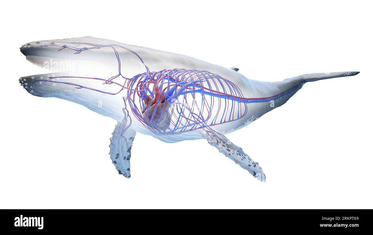 Whale anatomy, illustration Stock Photo - Alamy