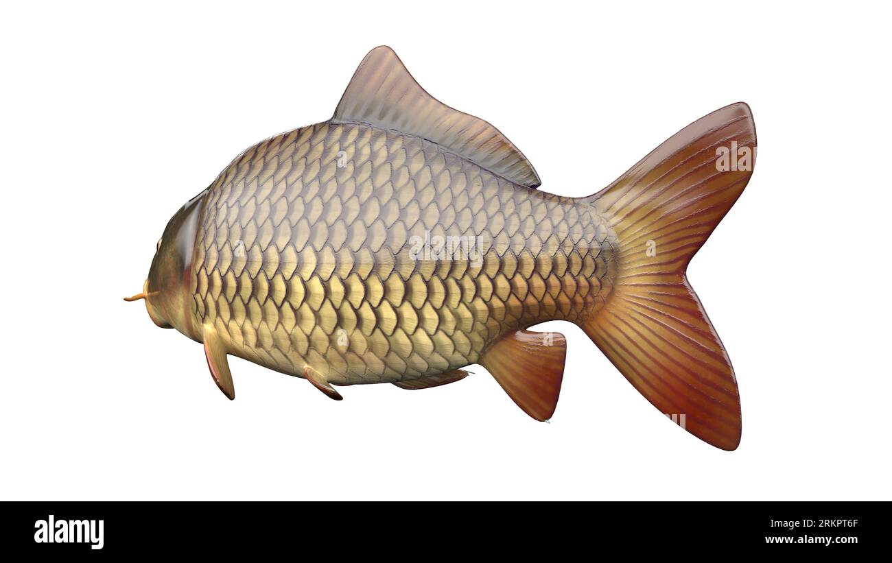 Fish anatomy artwork Cut Out Stock Images & Pictures - Alamy