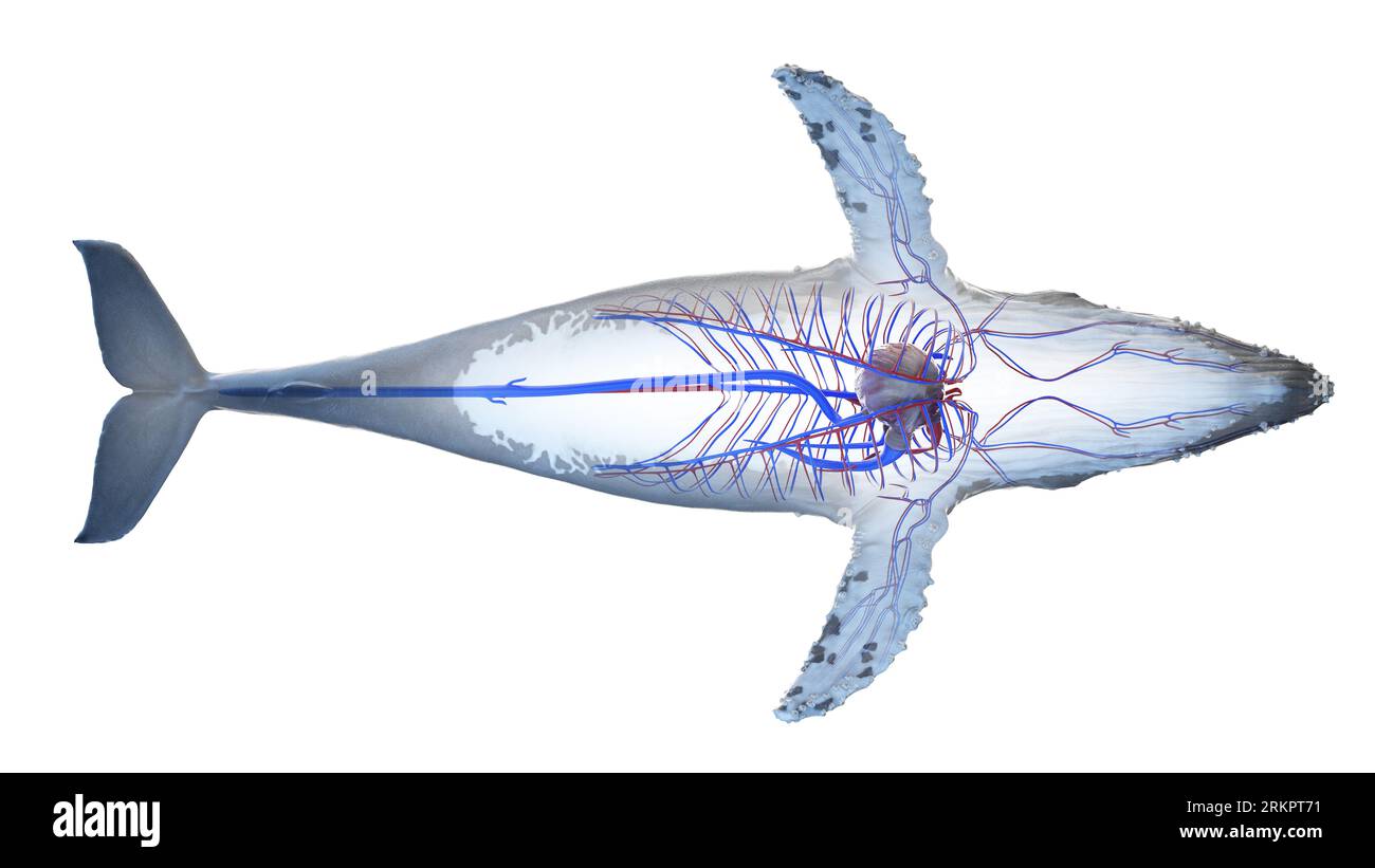 Whale anatomy, illustration Stock Photo - Alamy