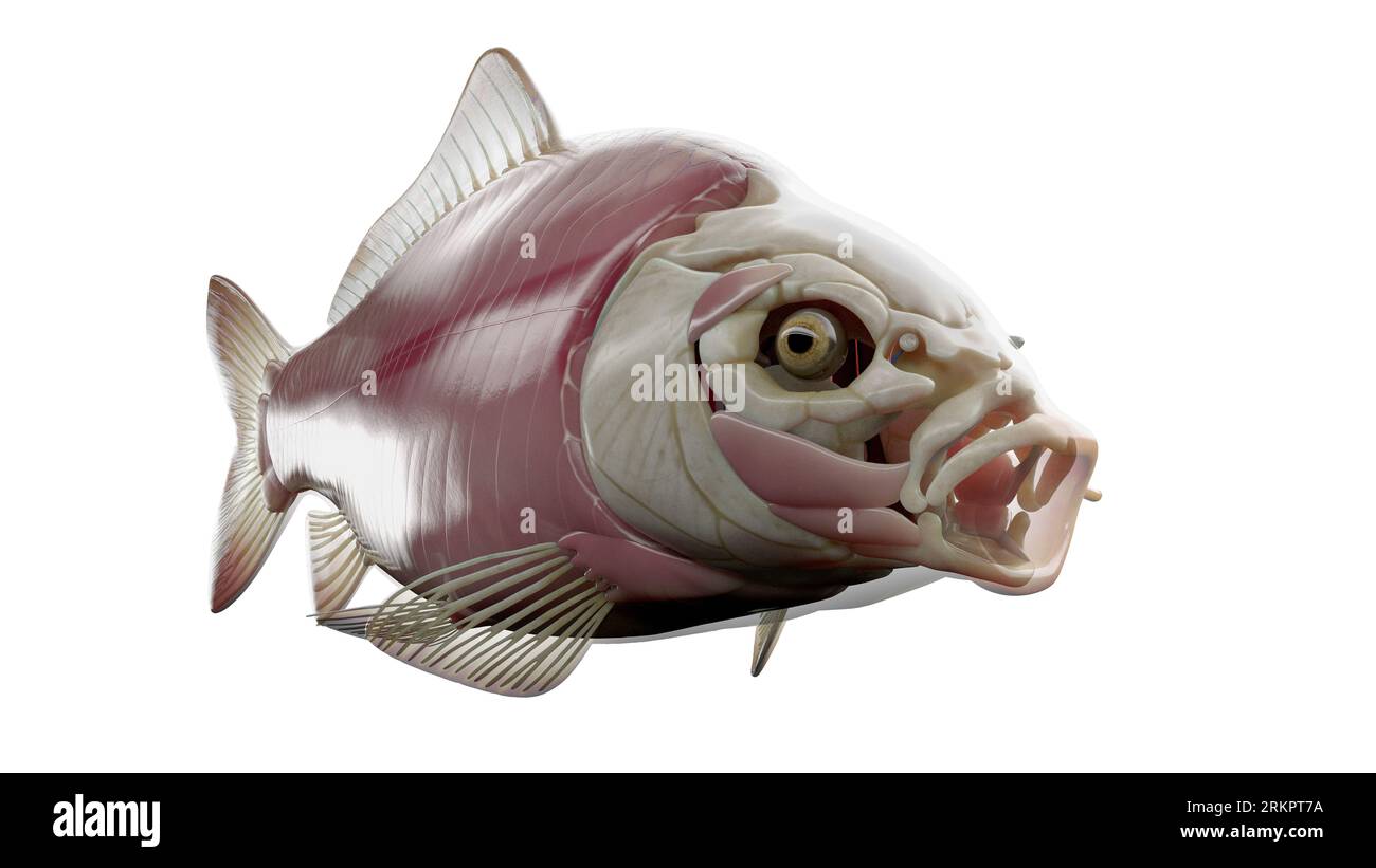 Fish anatomy, illustration Stock Photo - Alamy