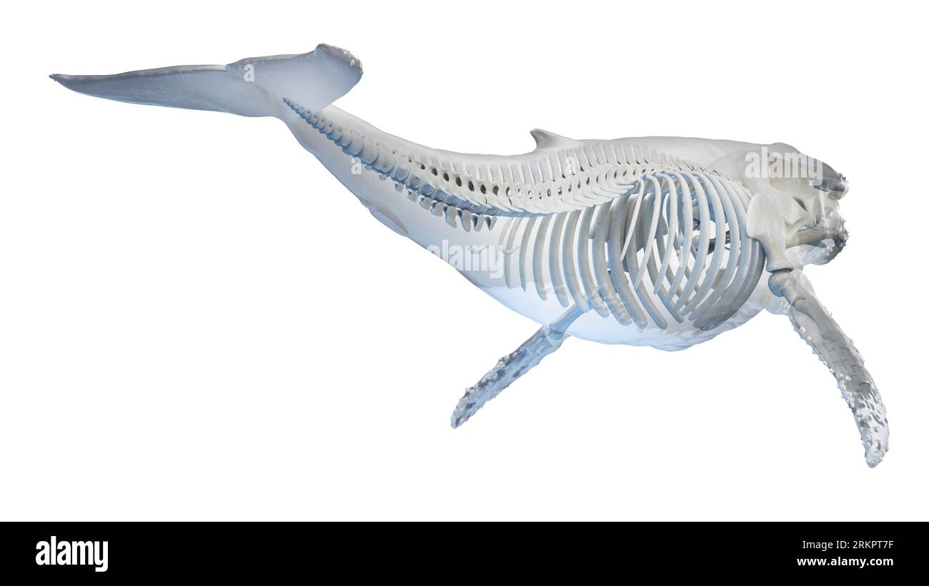Whale anatomy, illustration Stock Photo - Alamy