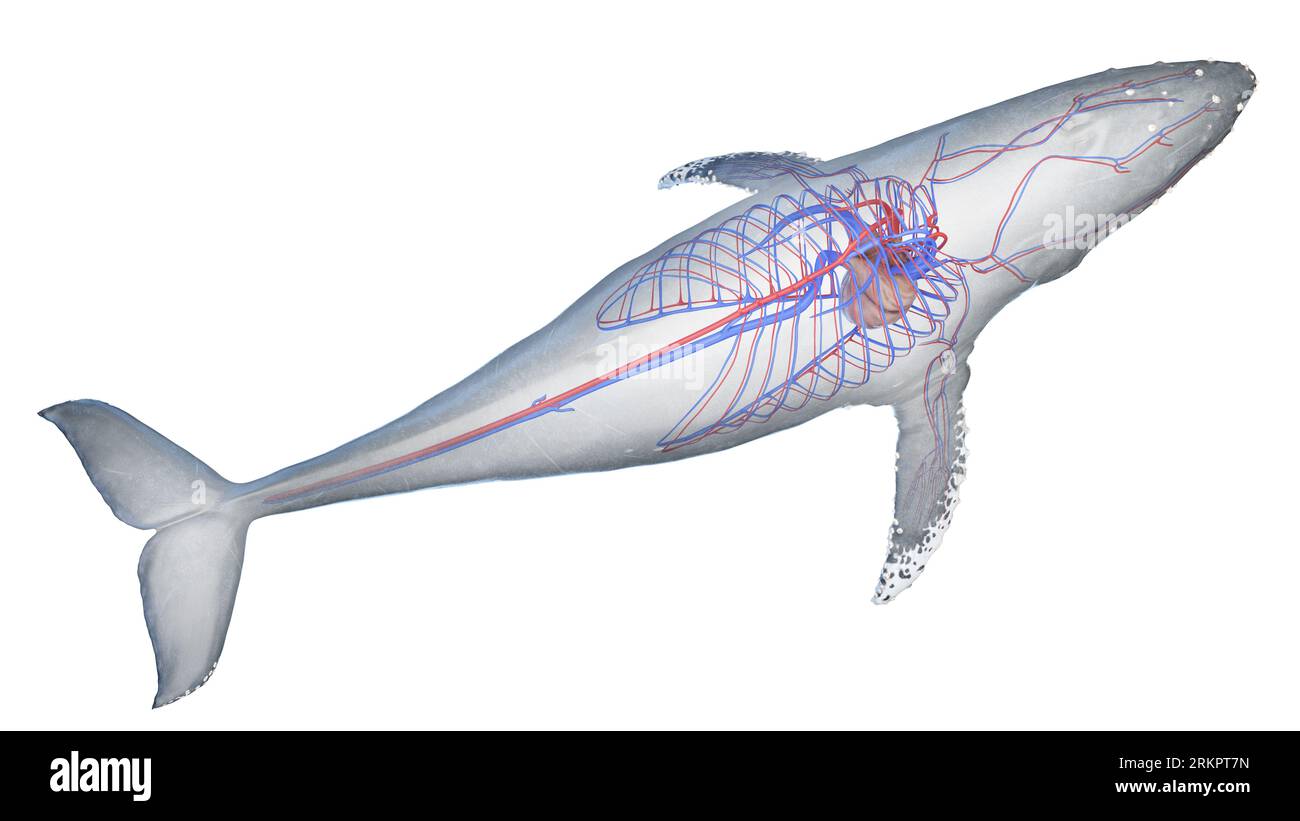 Whale anatomy, illustration Stock Photo - Alamy