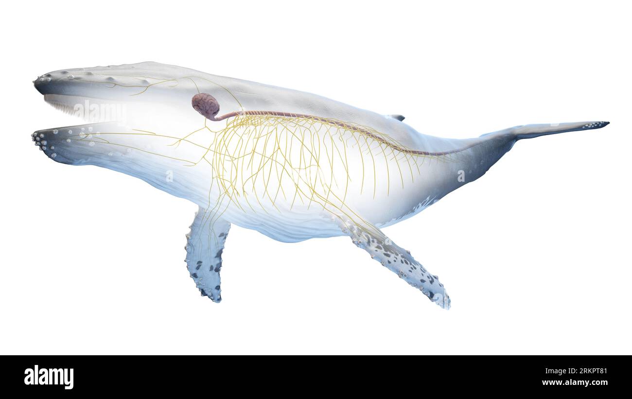 Whale anatomy, illustration Stock Photo - Alamy