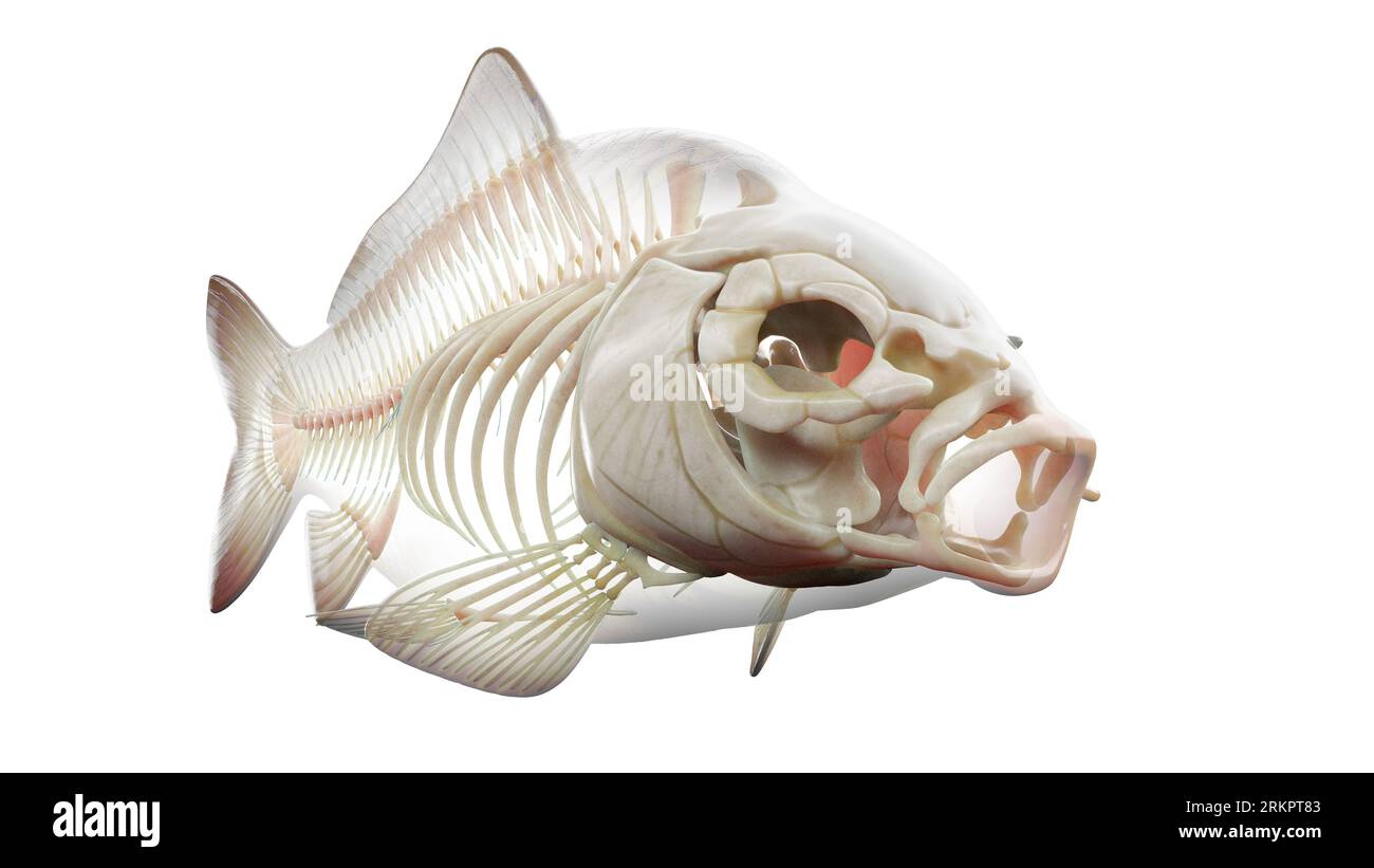 Fish anatomy, illustration Stock Photo - Alamy
