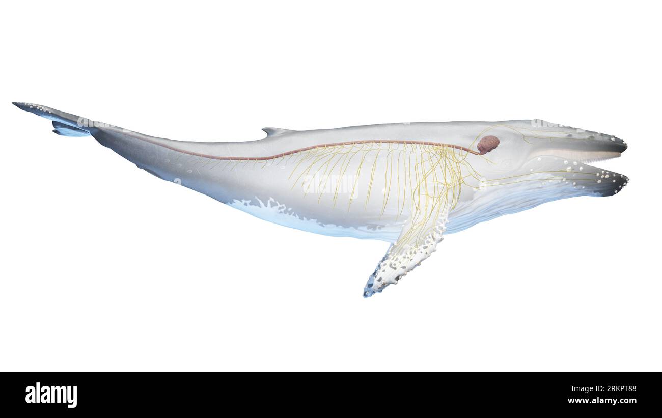 Whale anatomy, illustration Stock Photo - Alamy