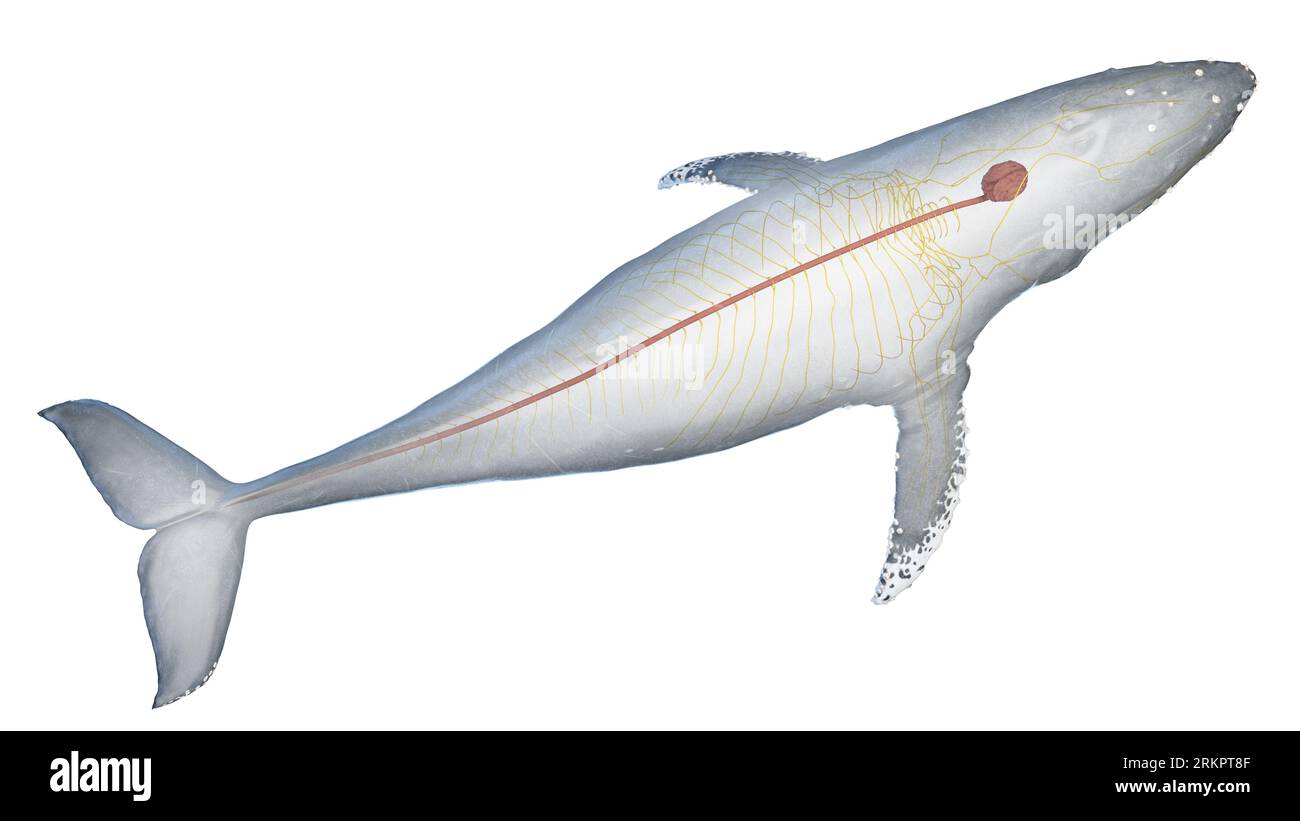 Whale anatomy, illustration Stock Photo - Alamy