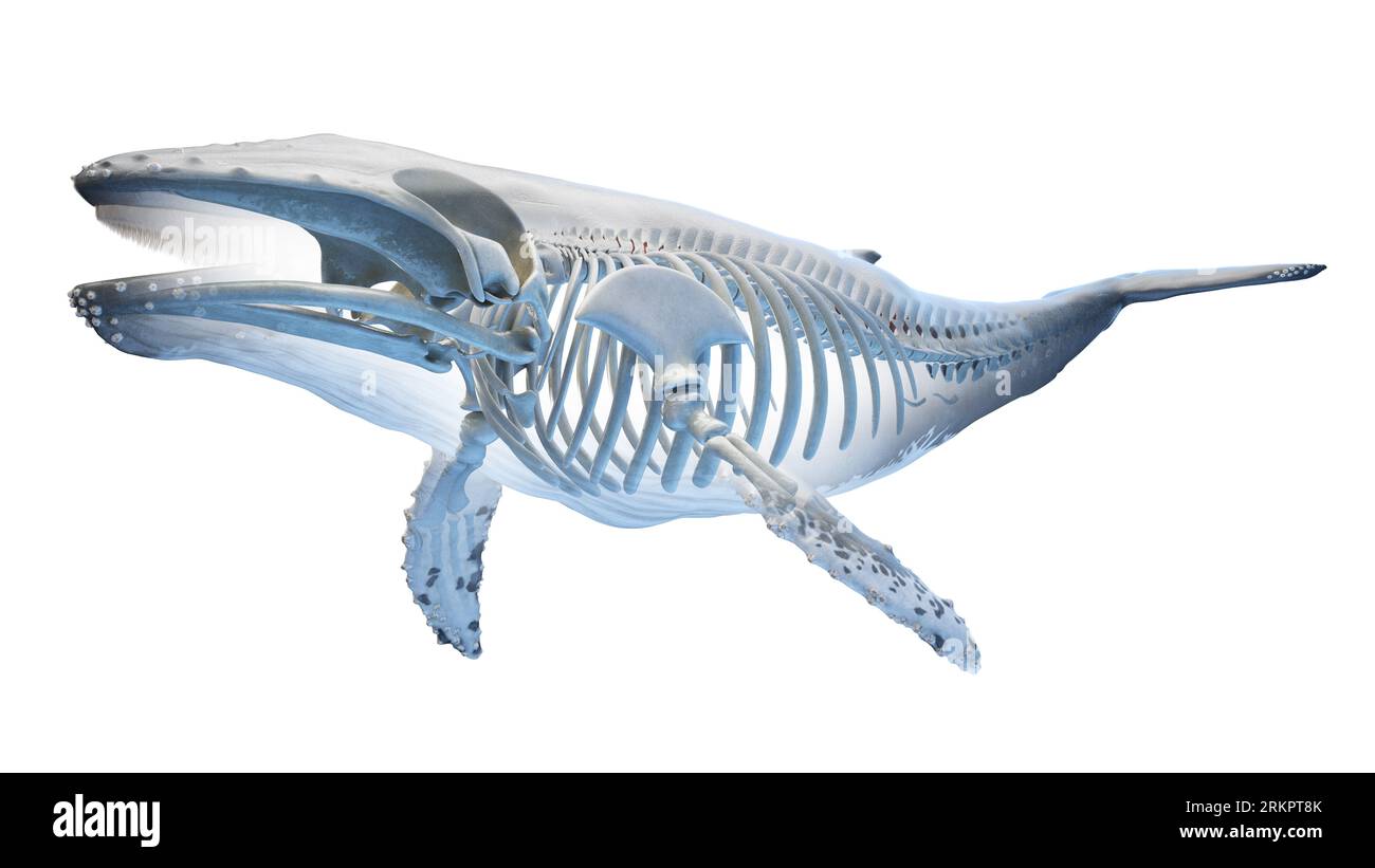 Whale anatomy, illustration Stock Photo - Alamy