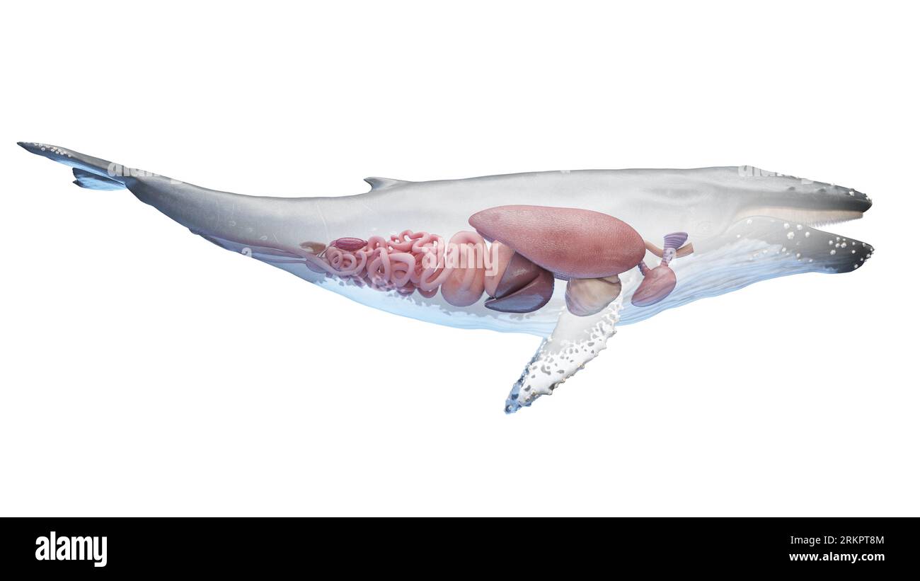Whale anatomy, illustration Stock Photo - Alamy