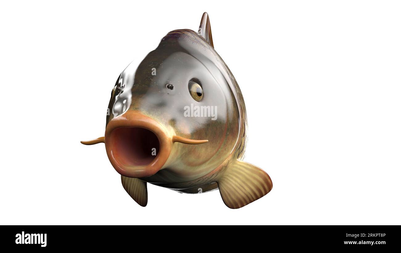 Fish anatomy, illustration Stock Photo - Alamy