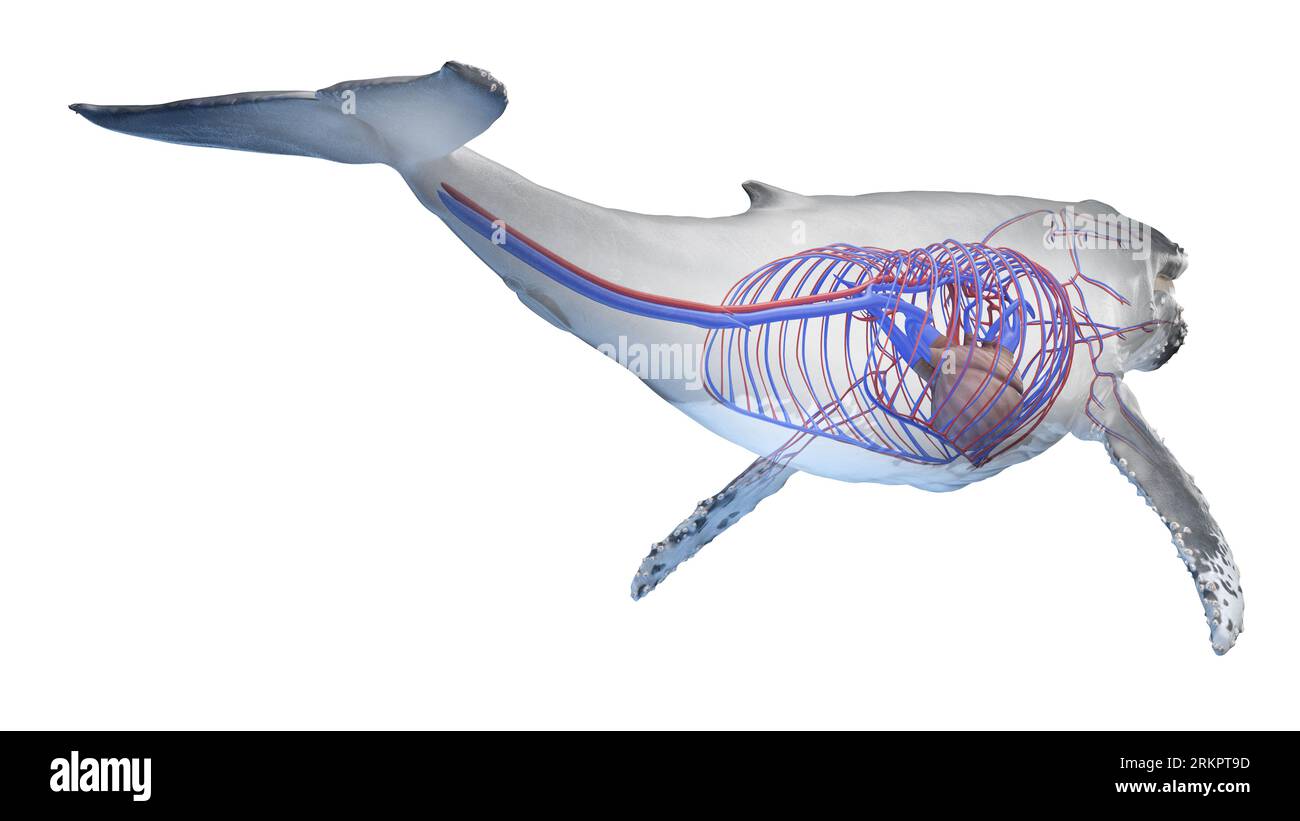 Whale anatomy, illustration Stock Photo - Alamy