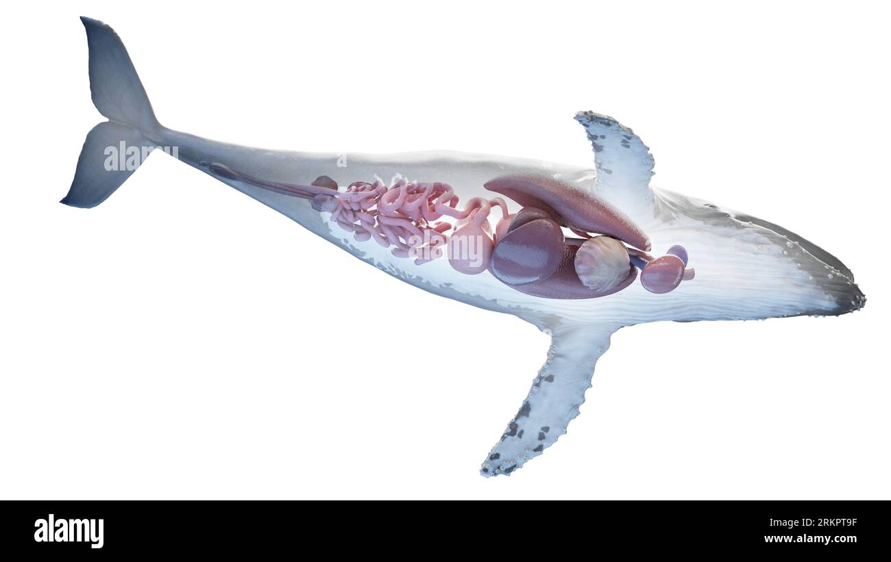 Whale anatomy, illustration Stock Photo - Alamy