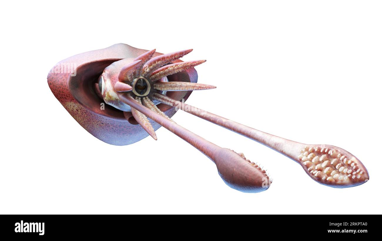 Colossal squid, illustration Stock Photo - Alamy