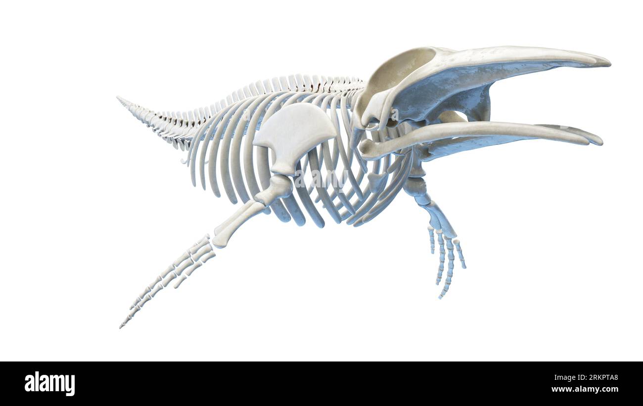 Humpback Whale Skeleton Diagram 2,100+ Whale Bones Stock Photos,