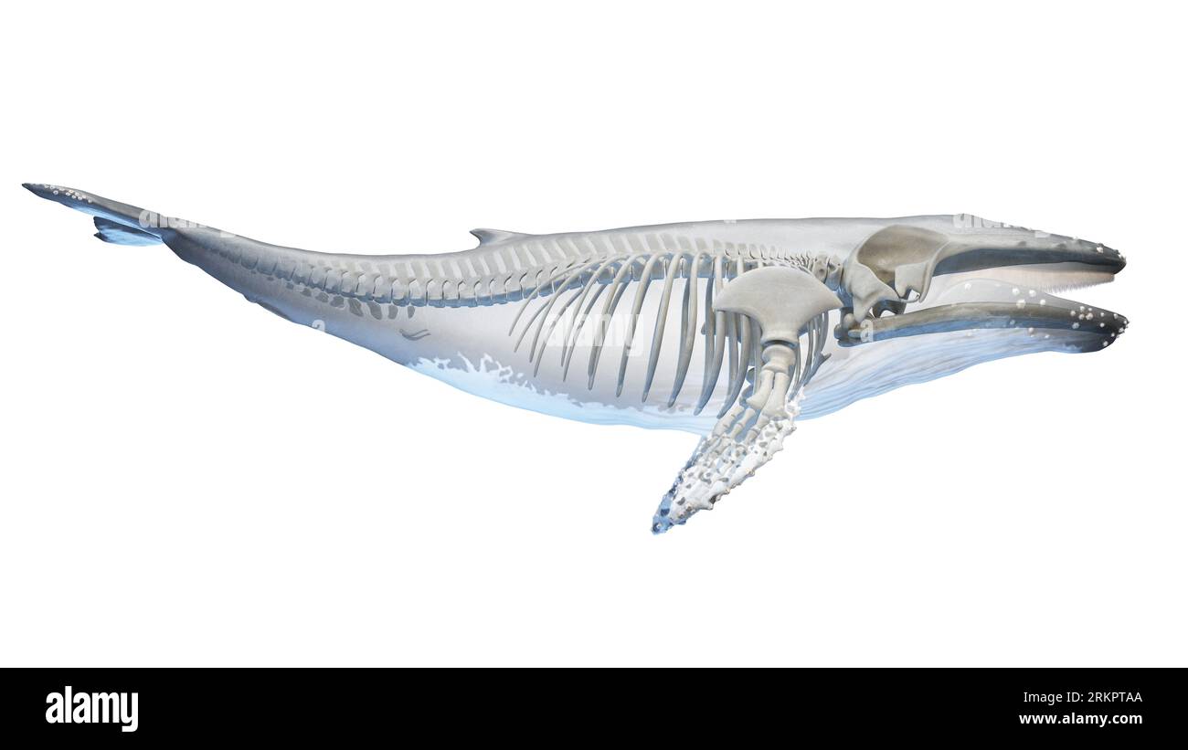 Whale anatomy, illustration Stock Photo - Alamy