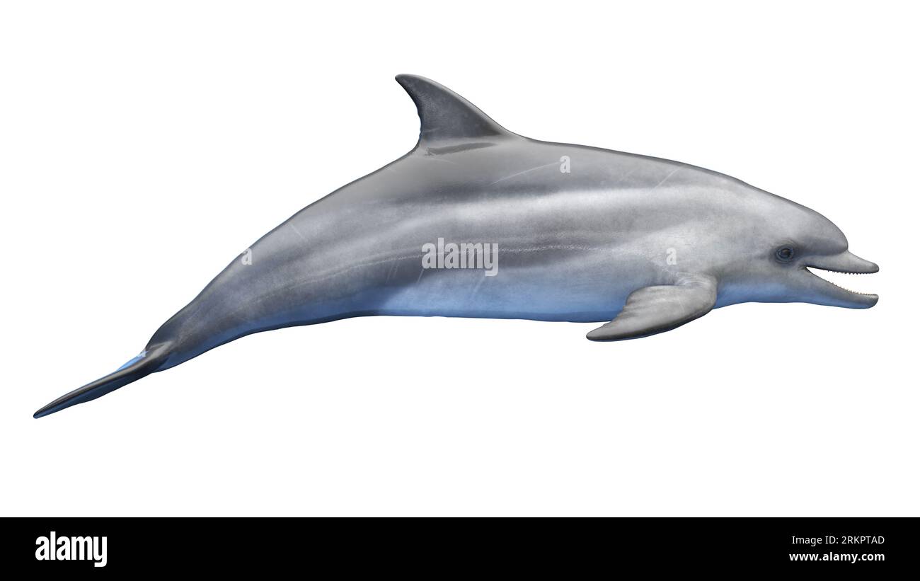 Bottlenose dolphin Cut Out Stock Images & Pictures - Alamy