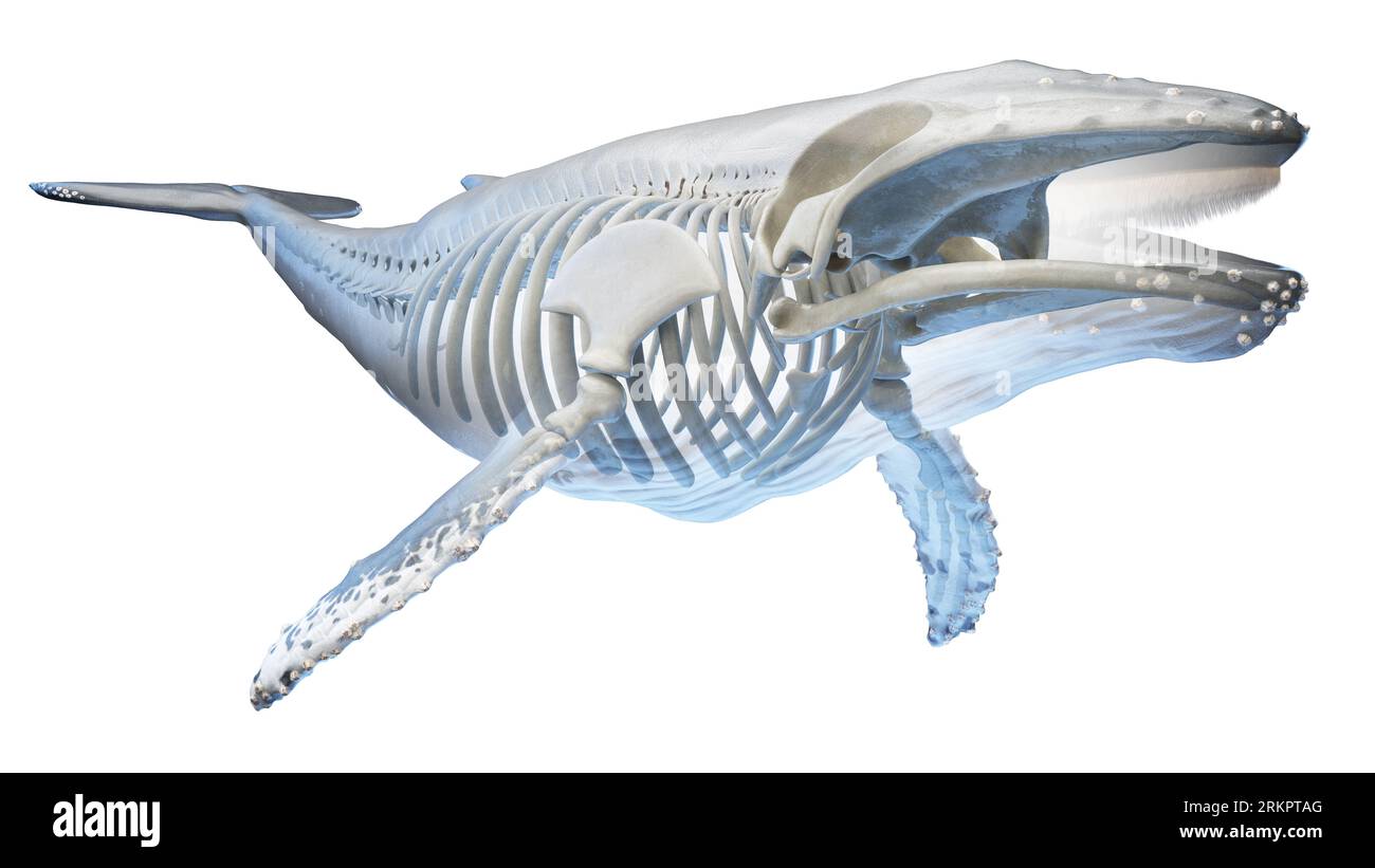 Whale anatomy, illustration Stock Photo - Alamy
