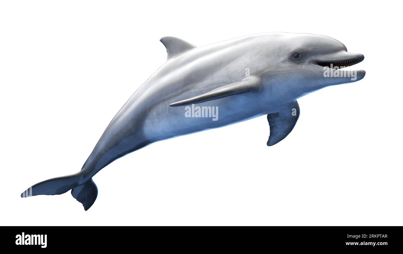 3d dolphin hi-res stock photography and images - Alamy