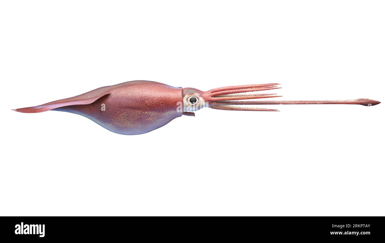 Colossal squid, illustration Stock Photo - Alamy